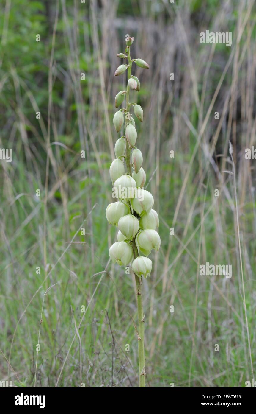 Yucca arkansana hi-res stock photography and images - Alamy