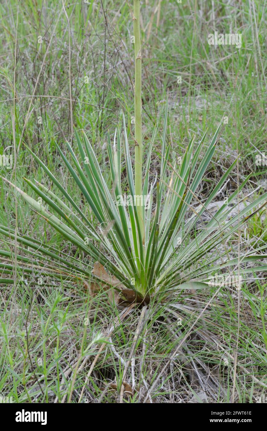 Arkansas Yucca, Yucca arkansana, base of plant Stock Photo - Alamy