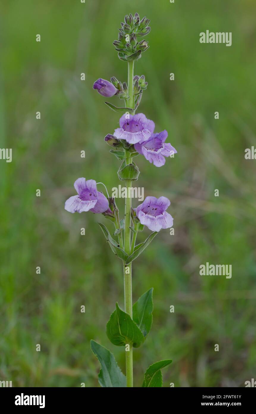 Cobaea Beardtongue, Penstemon cobaea Stock Photo - Alamy