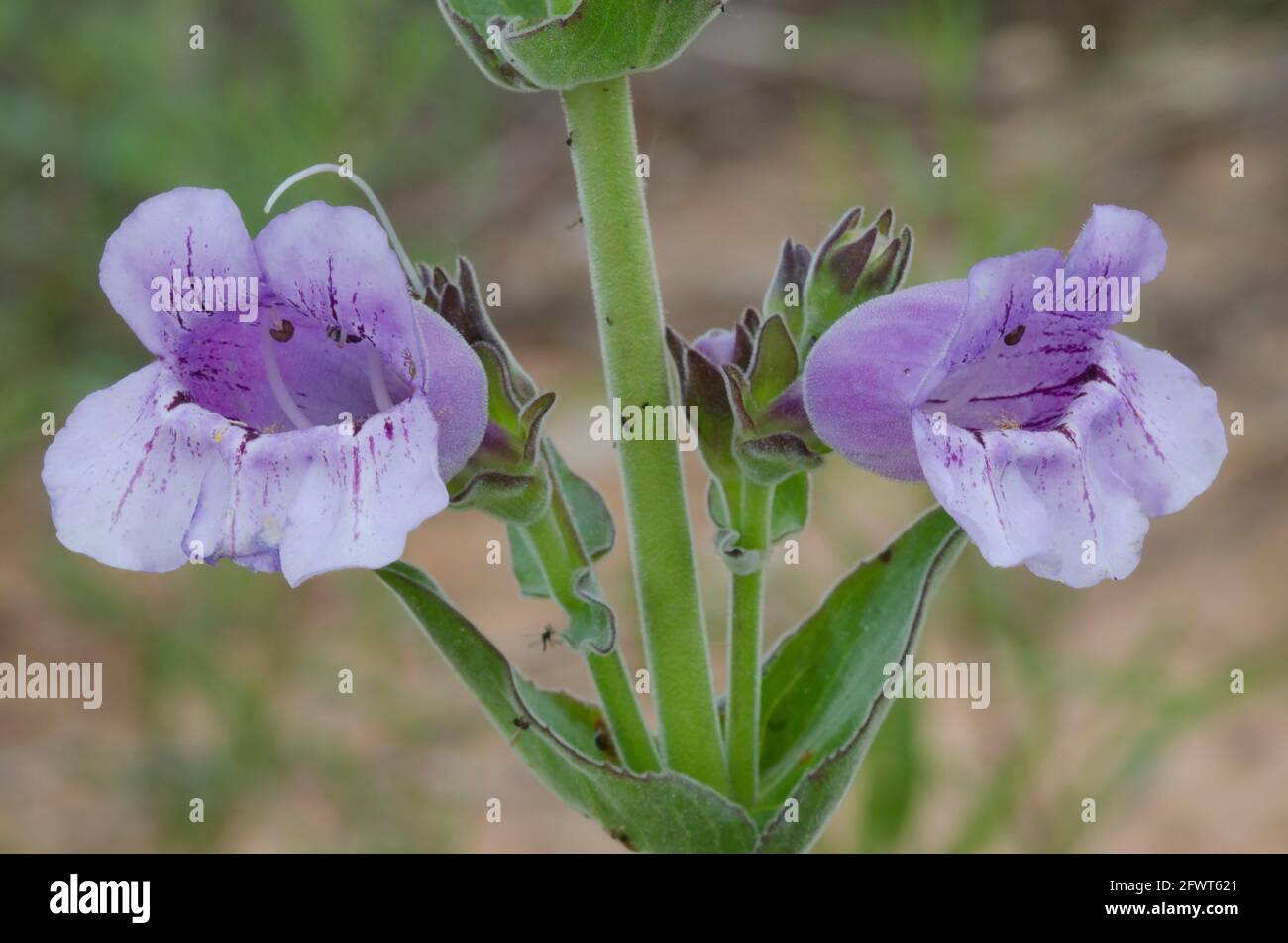 Cobaea Beardtongue, Penstemon cobaea Stock Photo - Alamy