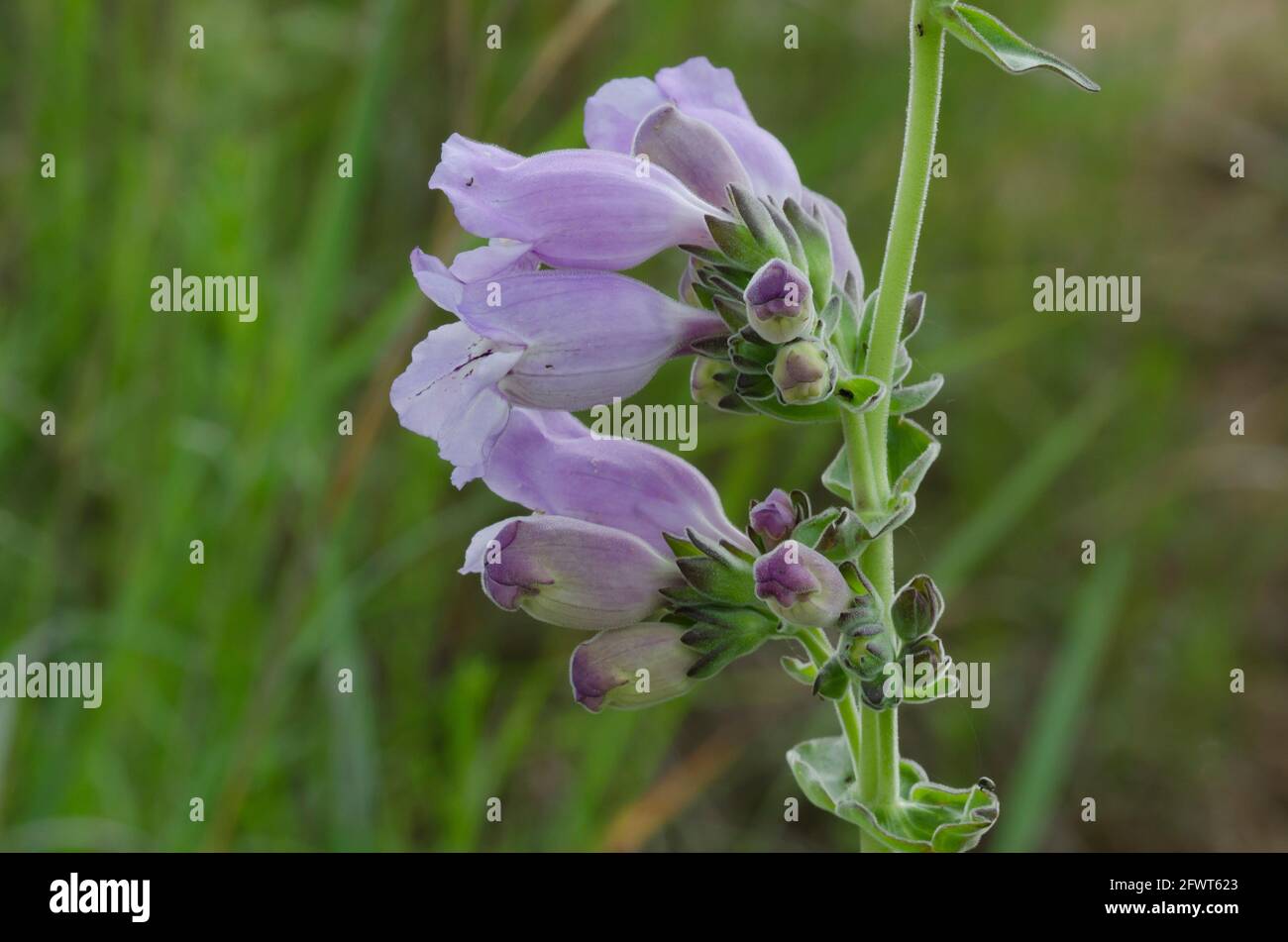 Beardtongue hi-res stock photography and images - Alamy