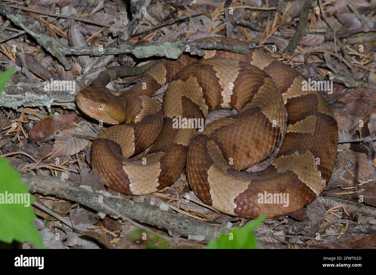 Broad-banded Copperhead, Agkistrodon laticinctus Stock Photo - Alamy