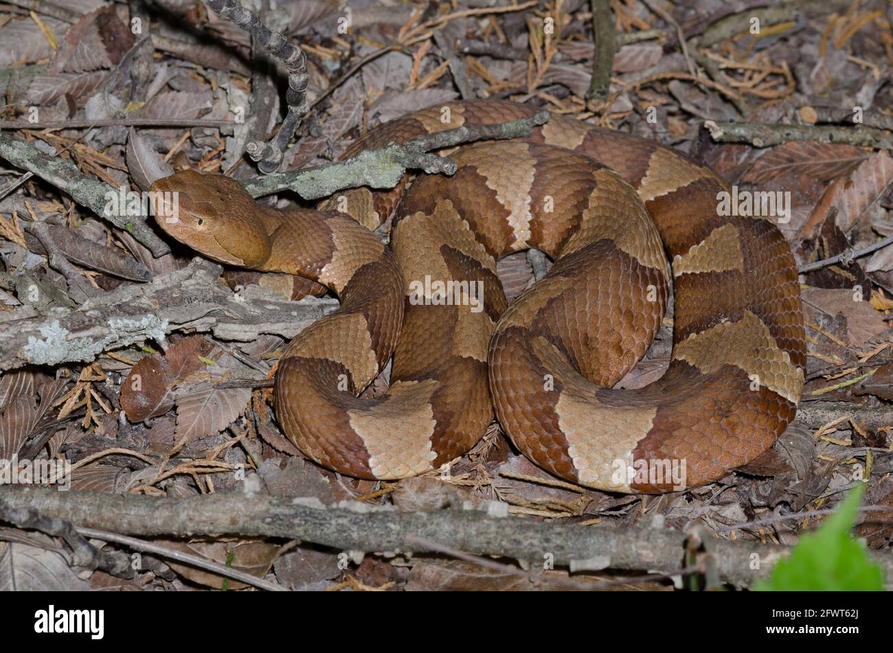 Broad banded copperhead snake hi-res stock photography and images - Alamy