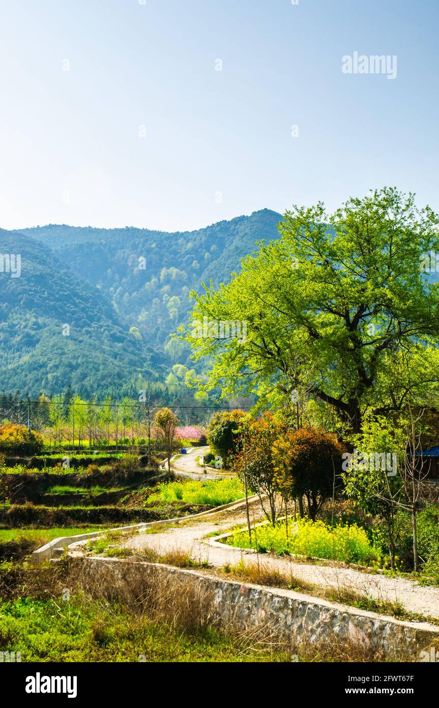 Country road scenery in spring Stock Photo - Alamy