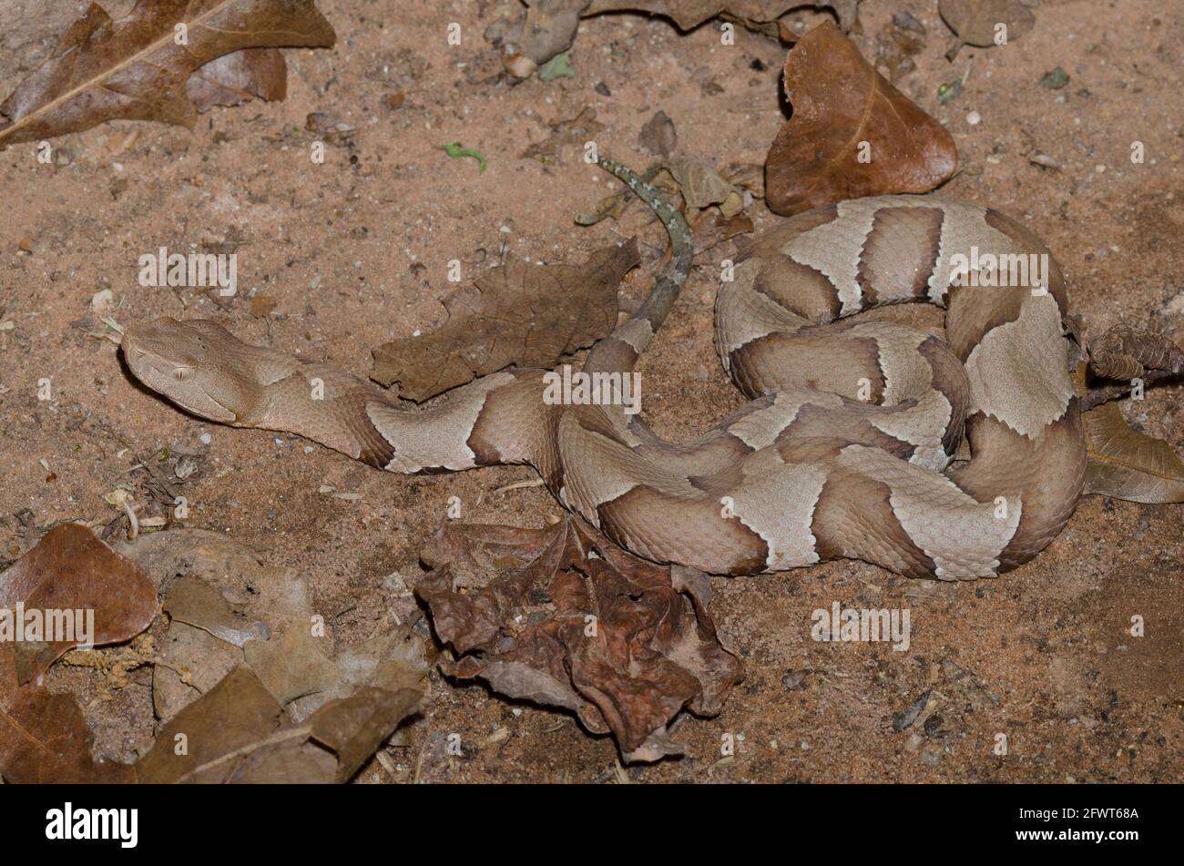 Broad banded copperhead snake hi-res stock photography and images - Alamy