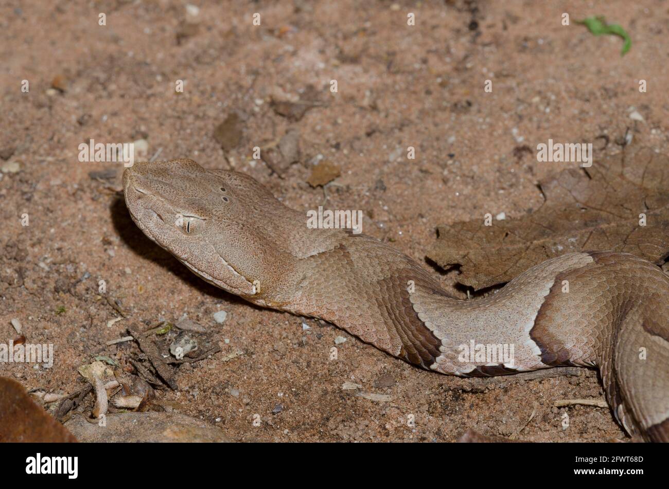 Broad banded copperhead snake hi-res stock photography and images - Alamy