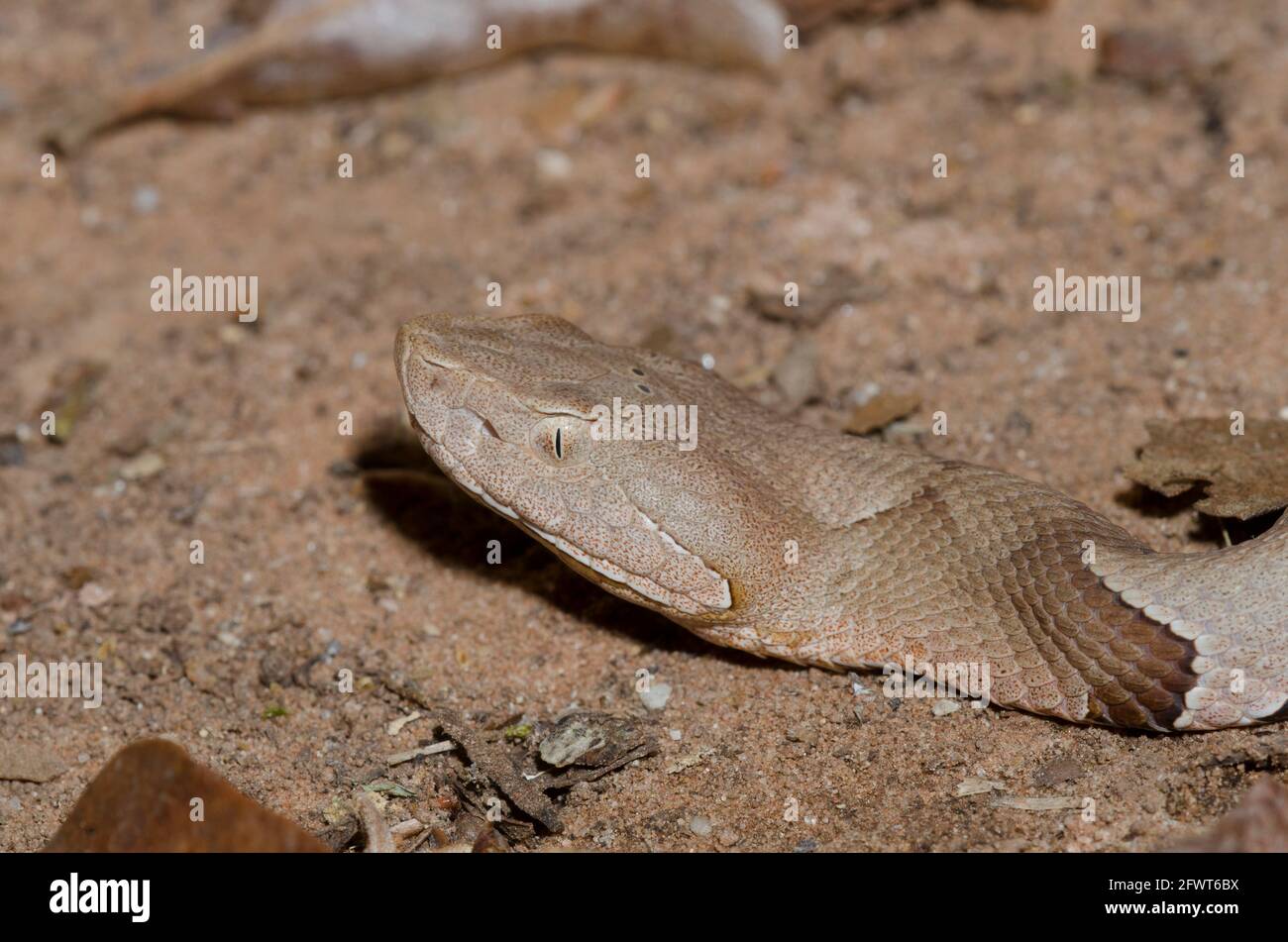 Broad banded copperhead snake hi-res stock photography and images - Alamy