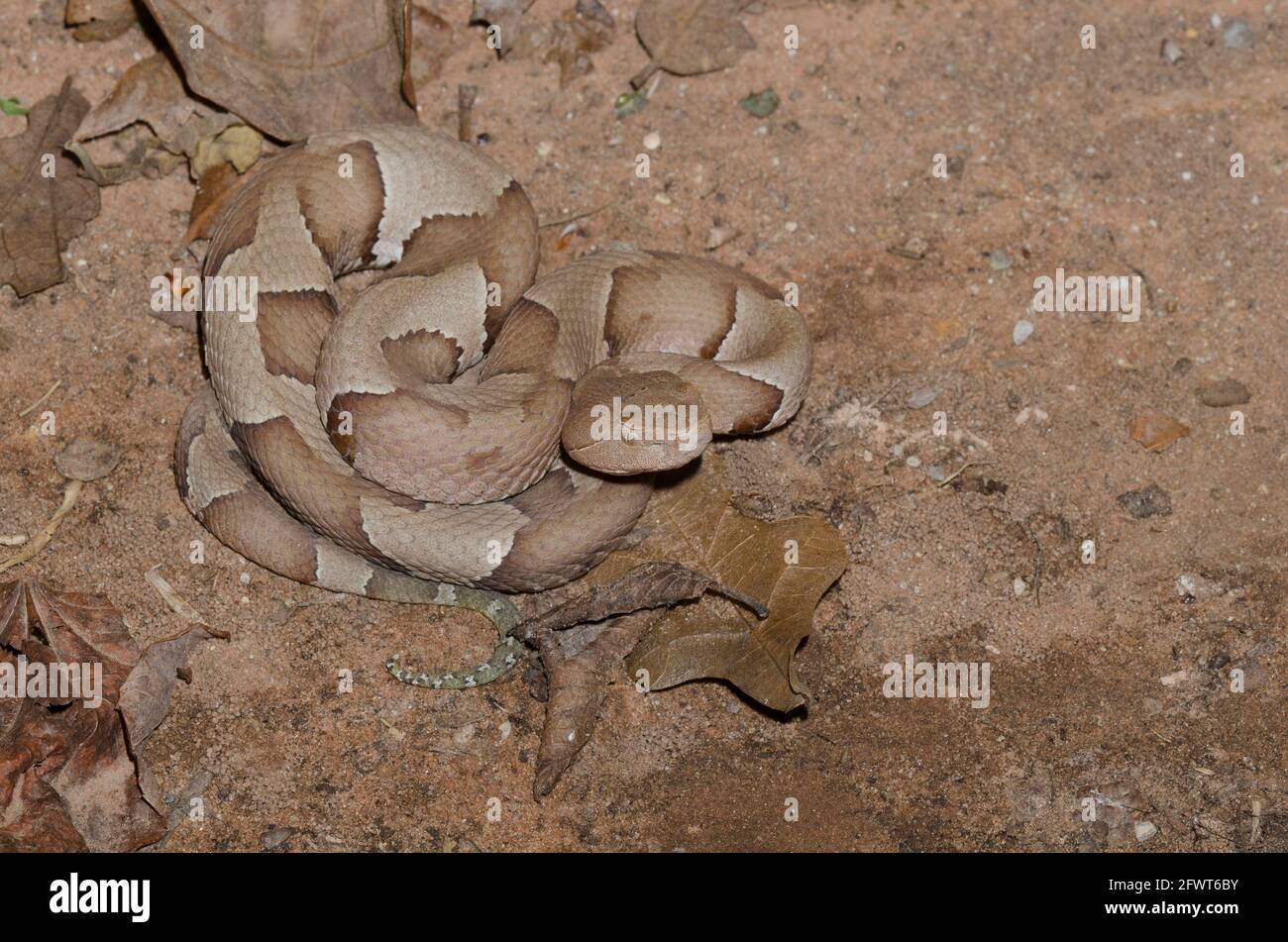 Broad banded copperhead snake hi-res stock photography and images - Alamy