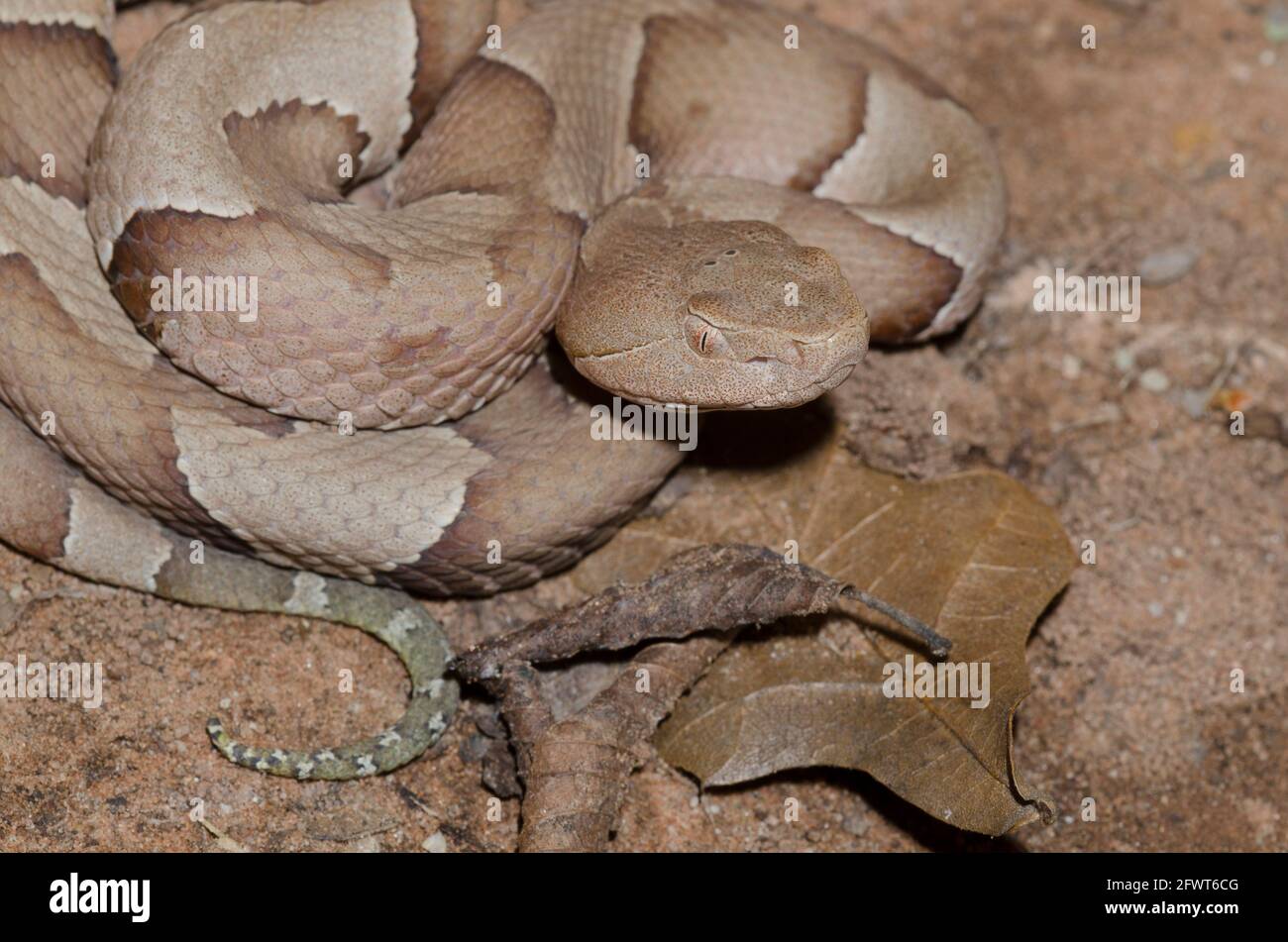 Broad-banded Copperhead, Agkistrodon laticinctus Stock Photo - Alamy