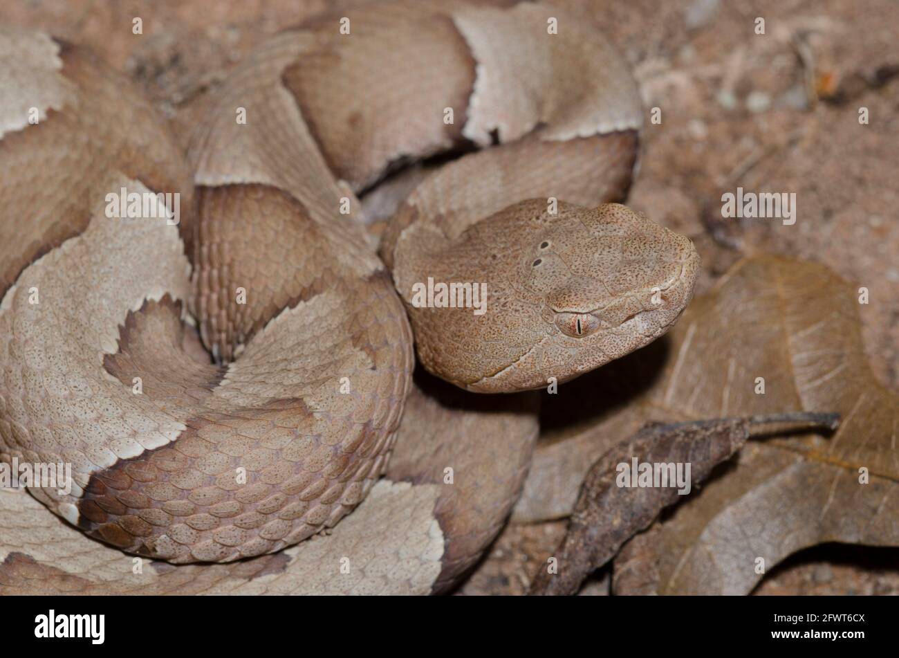 Broad banded copperhead snake hi-res stock photography and images - Alamy