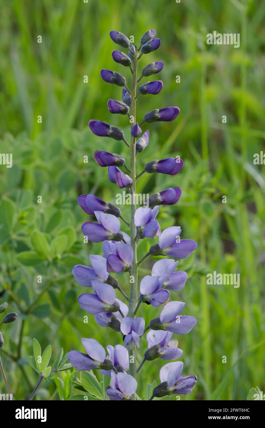Blue Wild Indigo, Baptisia australis Stock Photo - Alamy