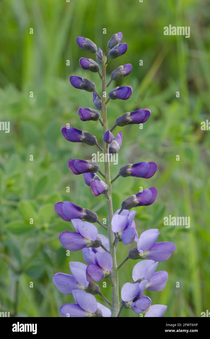 Blue Wild Indigo, Baptisia australis Stock Photo - Alamy