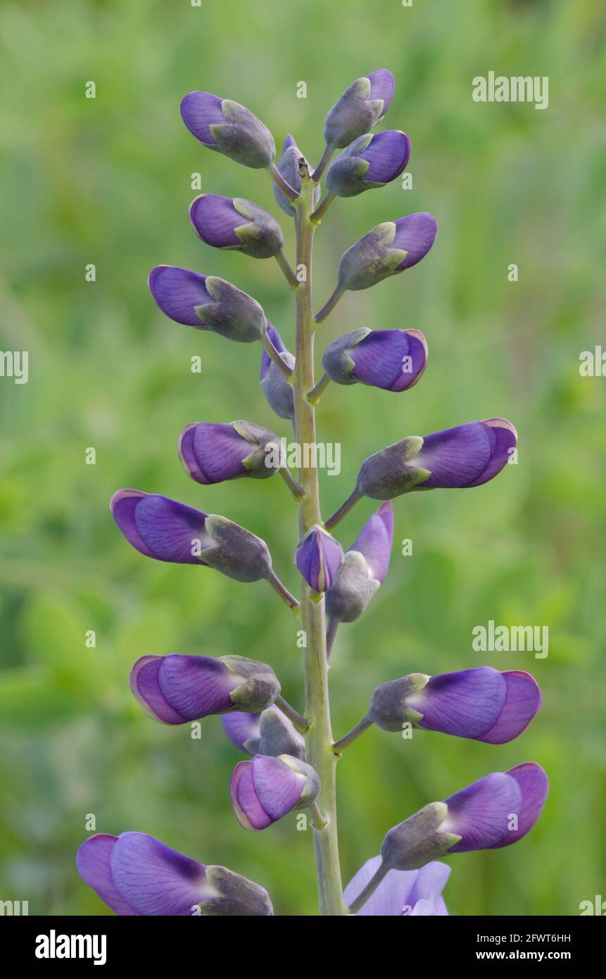 Blue Wild Indigo, Baptisia australis Stock Photo - Alamy