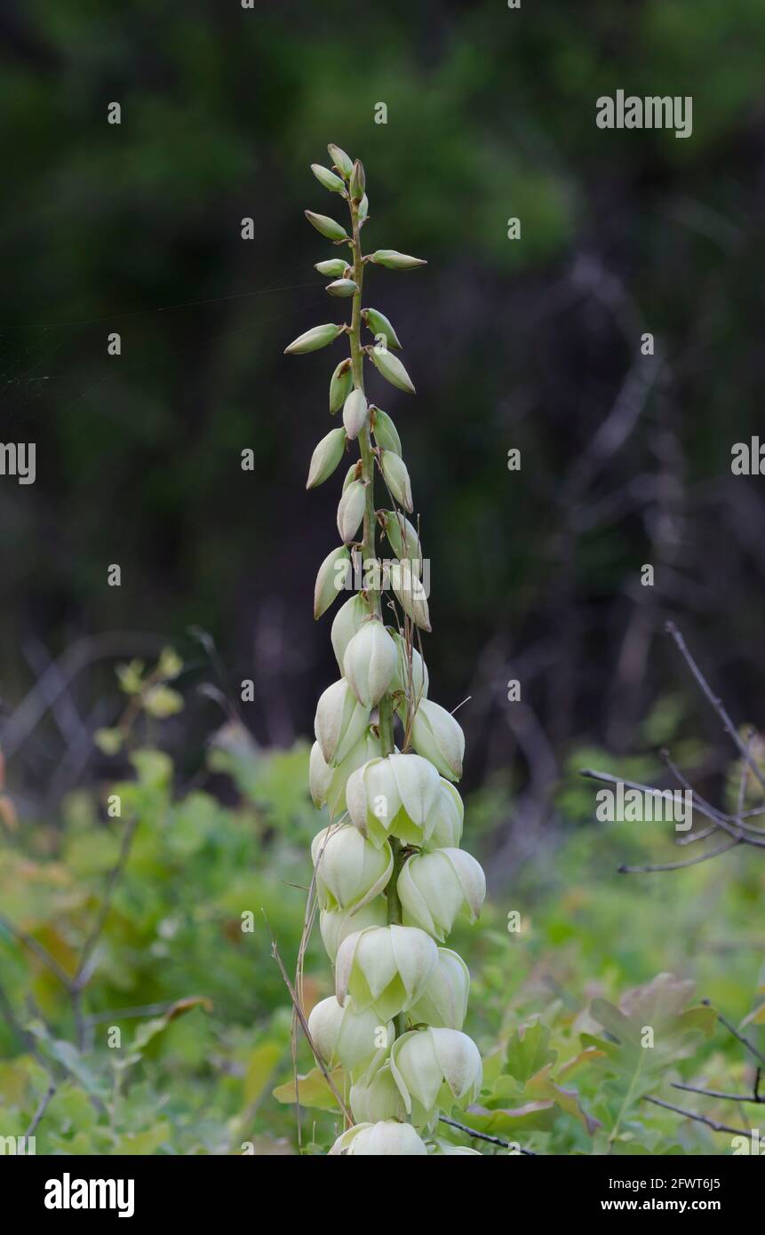 Yucca Arkansana High Resolution Stock Photography and Images - Alamy