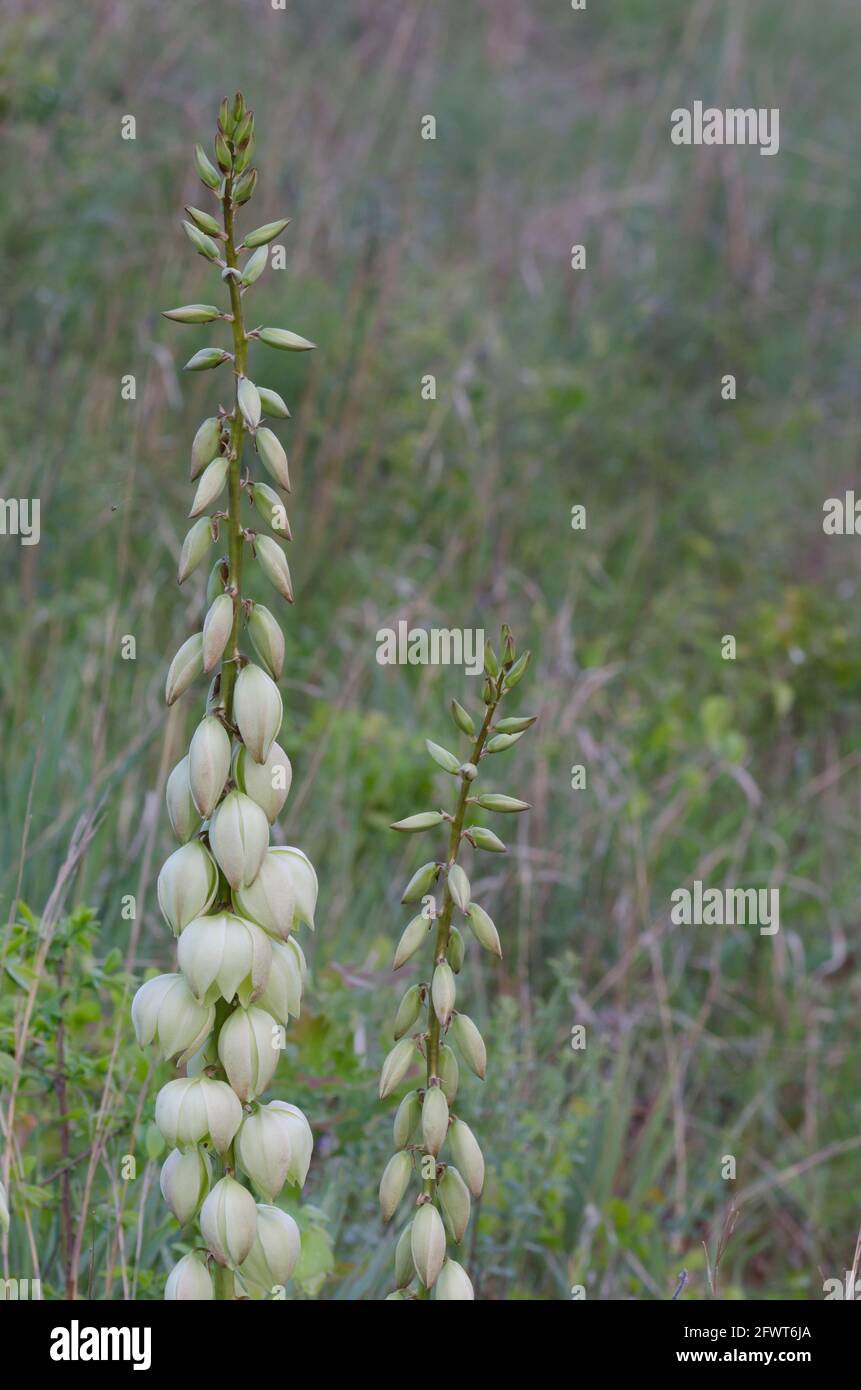 Yucca Arkansana High Resolution Stock Photography and Images - Alamy