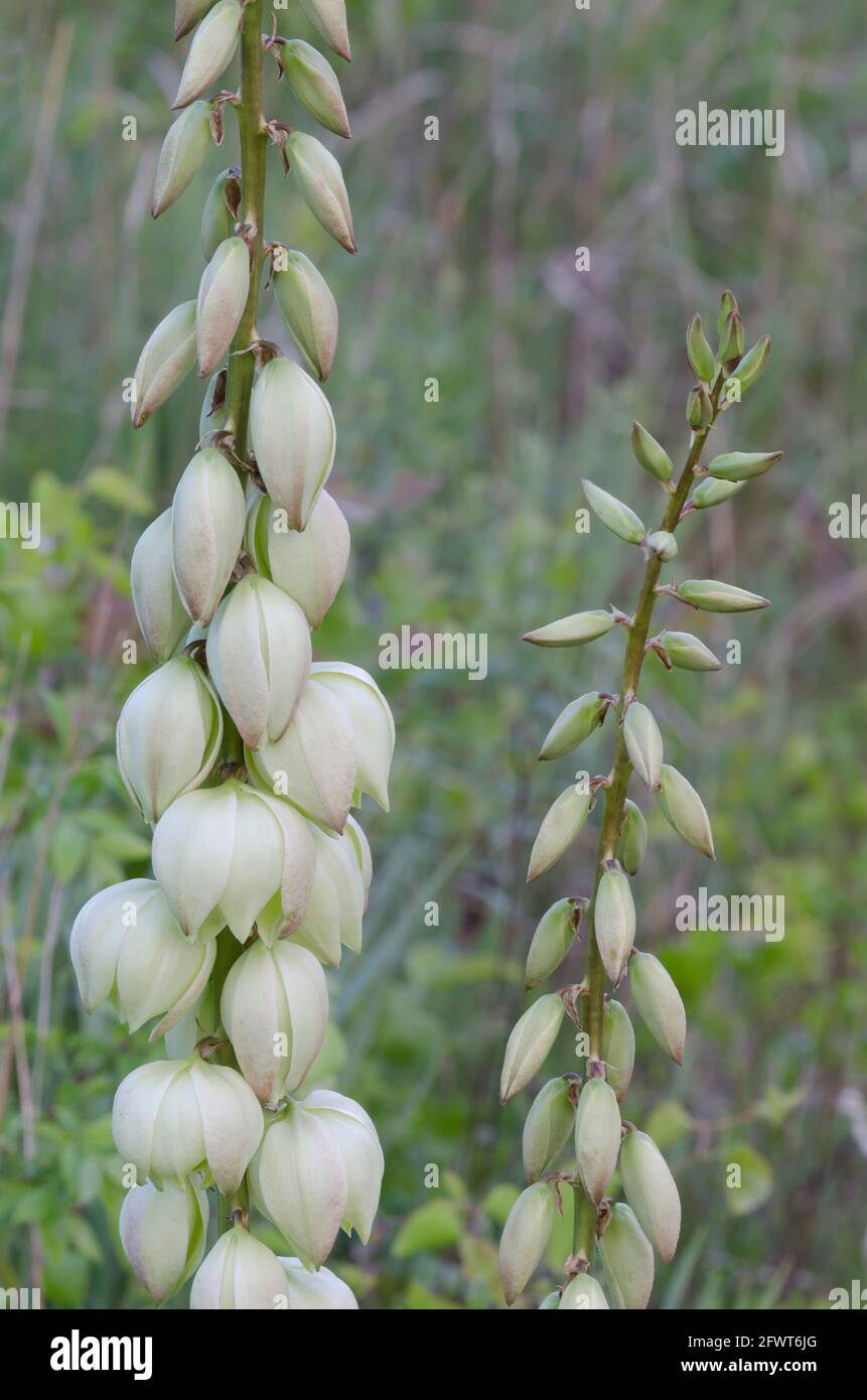 Yucca Arkansana High Resolution Stock Photography and Images - Alamy