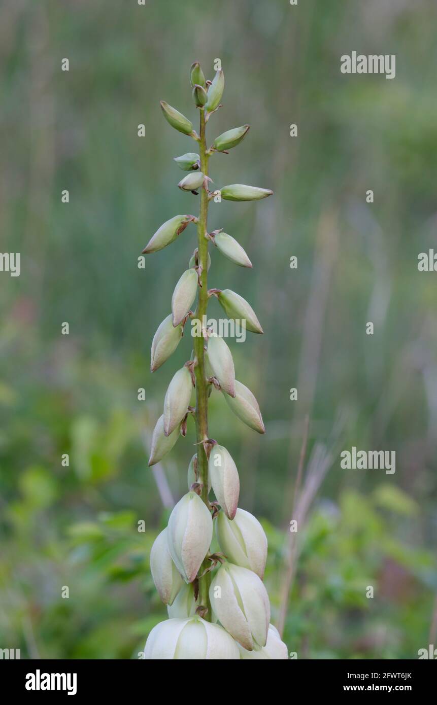 Yucca arkansana hi-res stock photography and images - Alamy