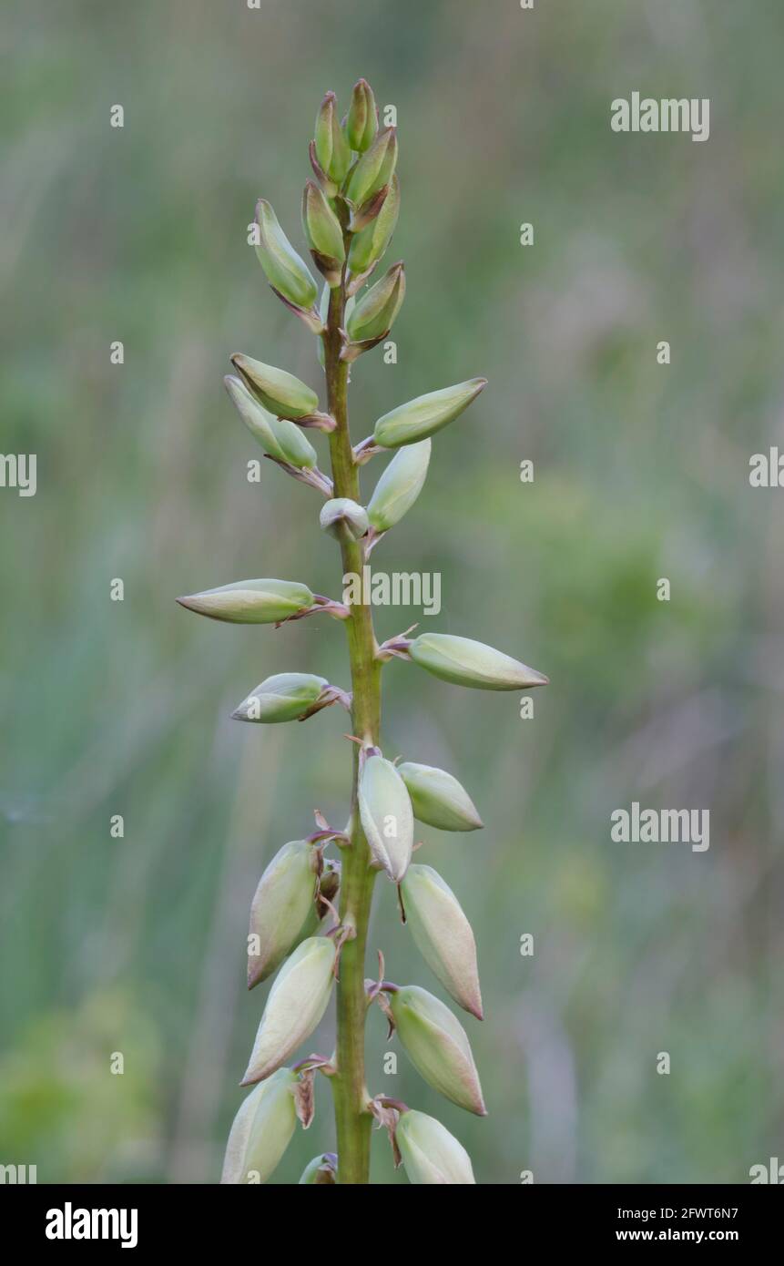 Yucca arkansana hi-res stock photography and images - Alamy