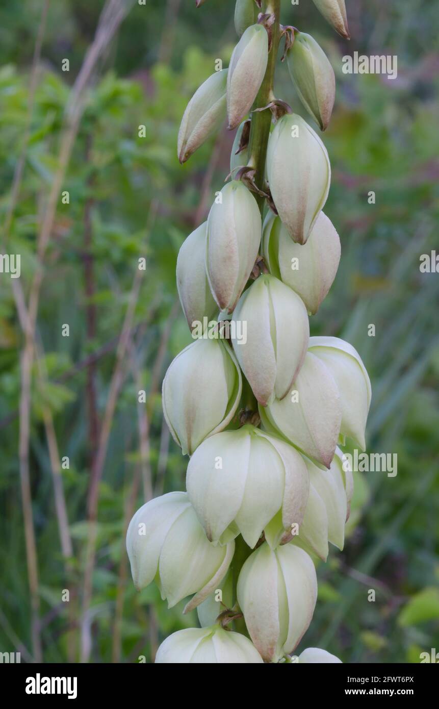 Yucca blossoms hi-res stock photography and images - Alamy