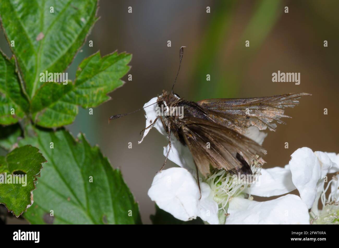 Dusted Skipper, Atrytonopsis hianna, extremely worn and tattered, nectaring from Bramble, Rubus ...