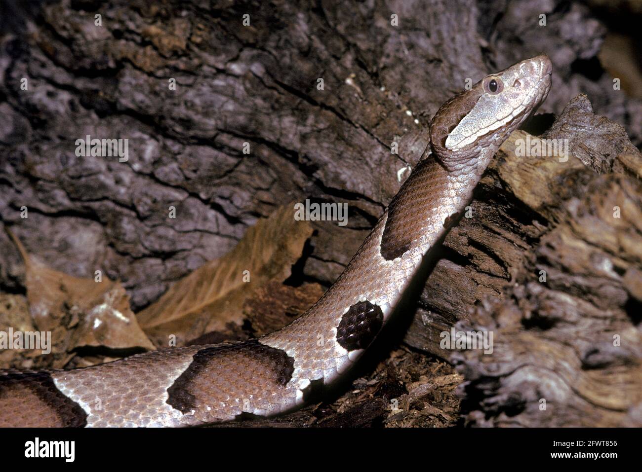 A closeup view of a venomous Copperhead snake Stock Photo - Alamy