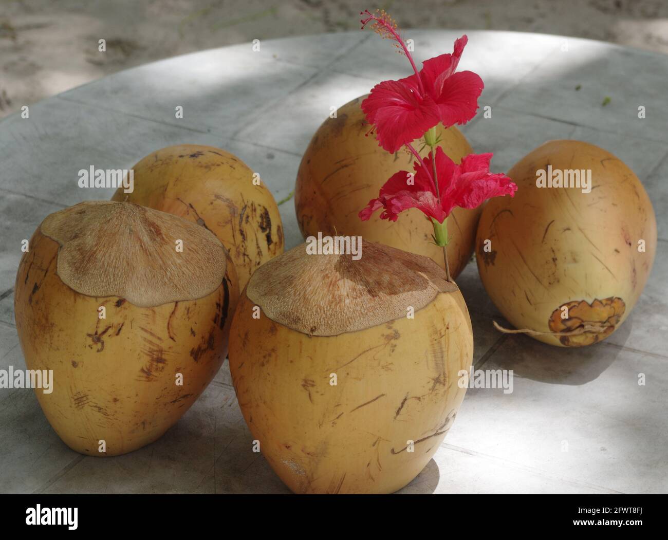 Fresh cut open coconut hi-res stock photography and images - Alamy
