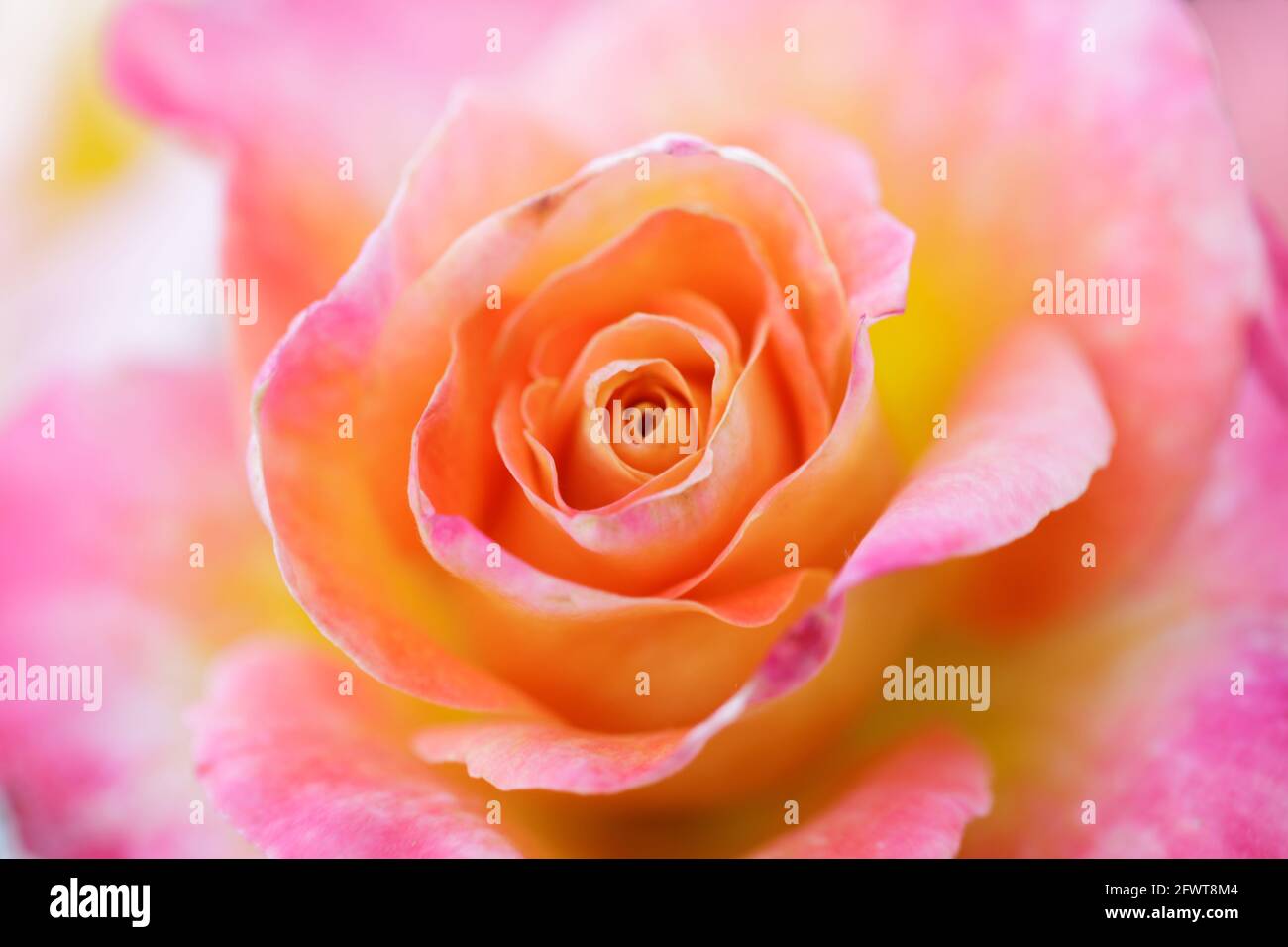 'Day Breaker' Floribunda Rose in Bloom. San Jose Municipal Rose Garden ...