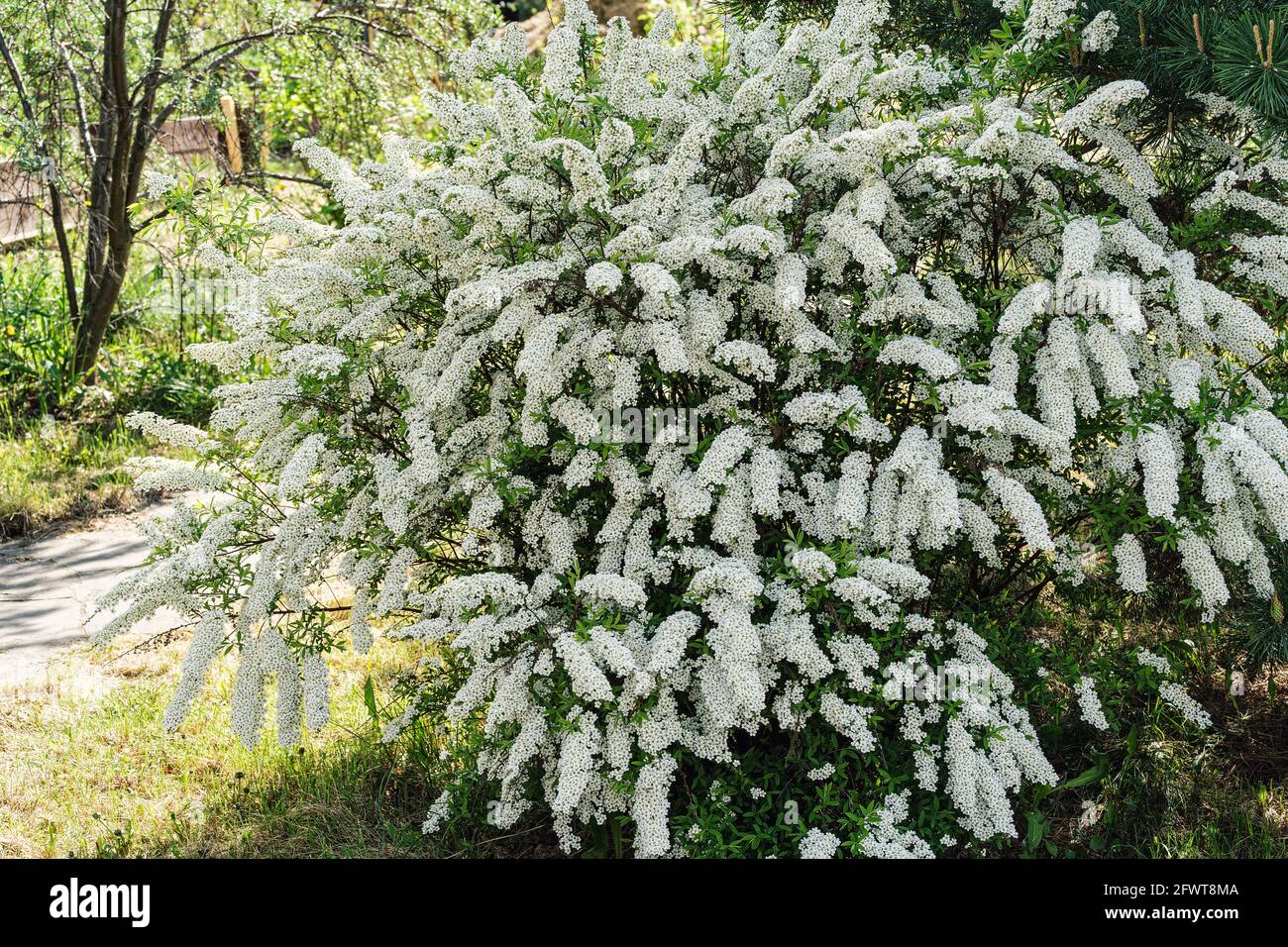 Reeves spirea hi-res stock photography and images - Alamy