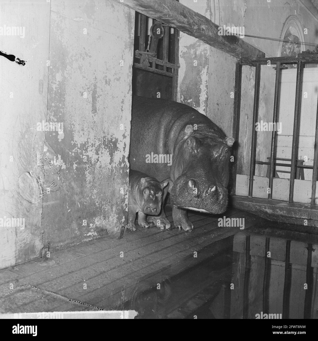 Hippo in Artis born. Mother and young, September 23, 1963, Zoos, The ...