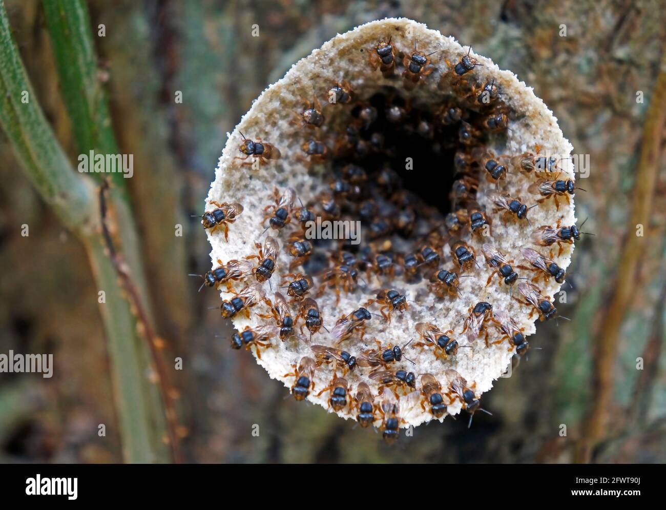 Stingless bee hi-res stock photography and images - Alamy