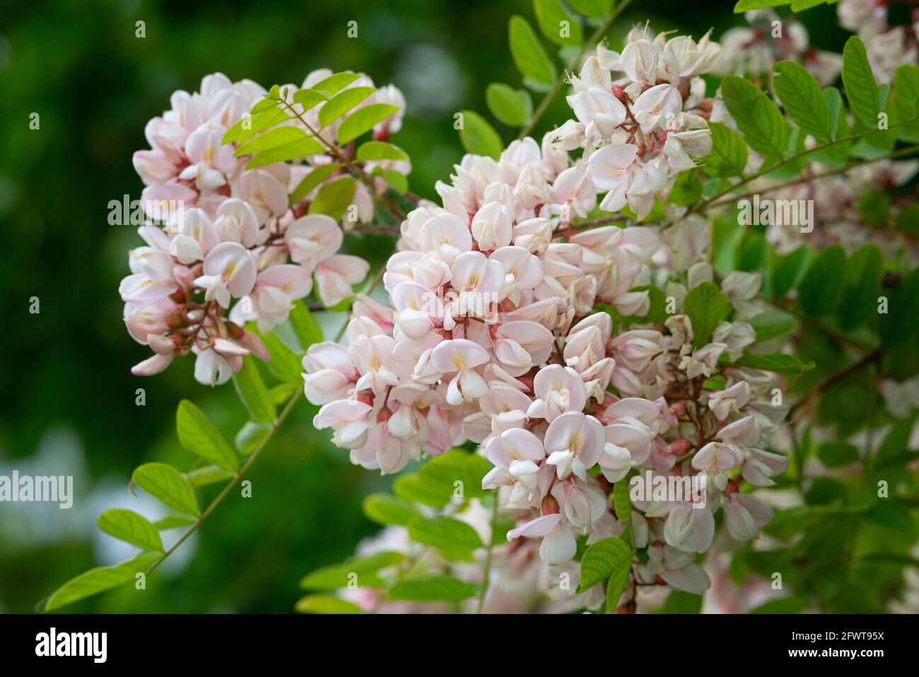 Robinia leaves hi-res stock photography and images - Alamy