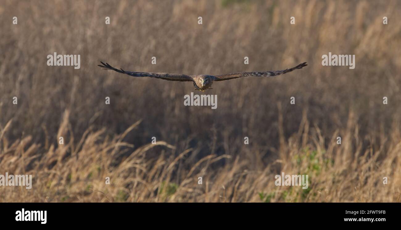 Flying straight High Resolution Stock Photography and Images - Alamy
