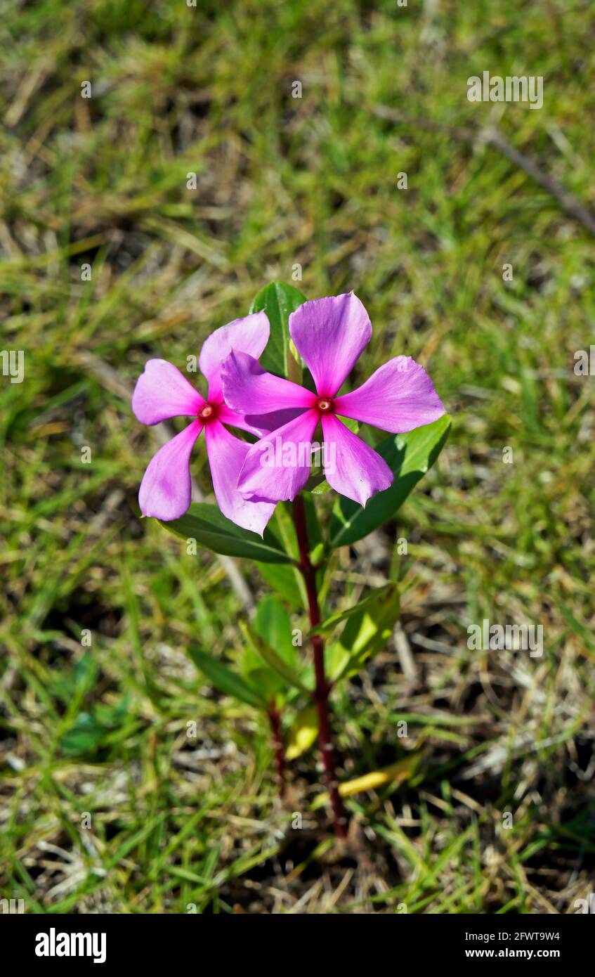 Beautiful blooming catharanthus roseus hi-res stock photography and ...