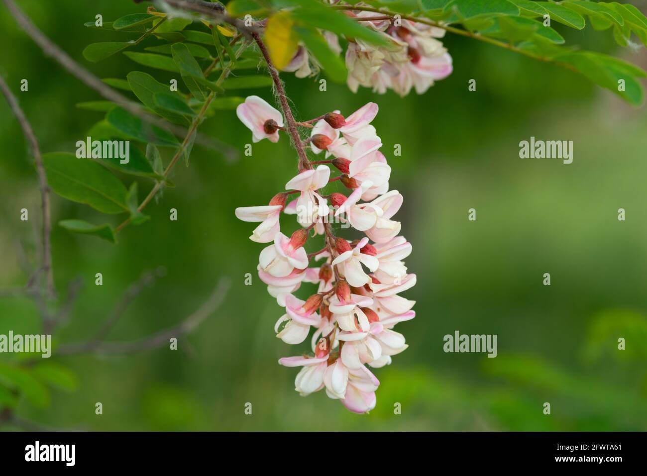 Robinia leaves hi-res stock photography and images - Alamy