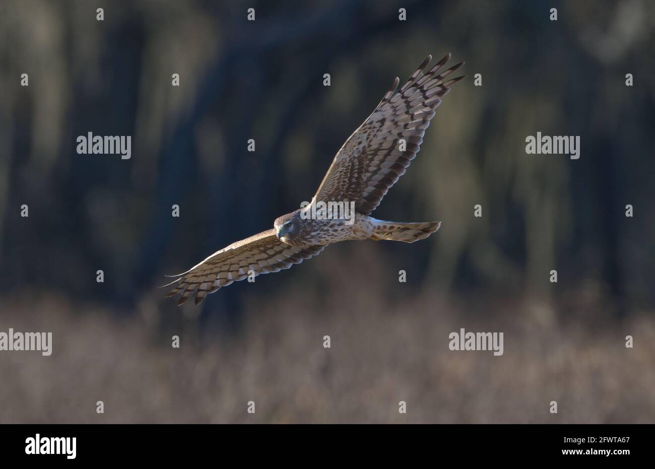 Harrier low flying hi-res stock photography and images - Alamy
