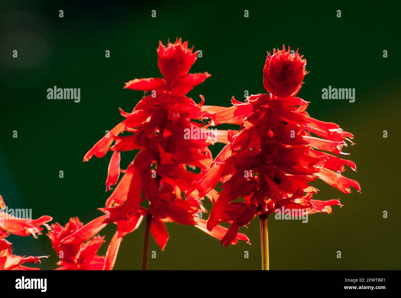 Wildflowers backlit hi-res stock photography and images - Alamy