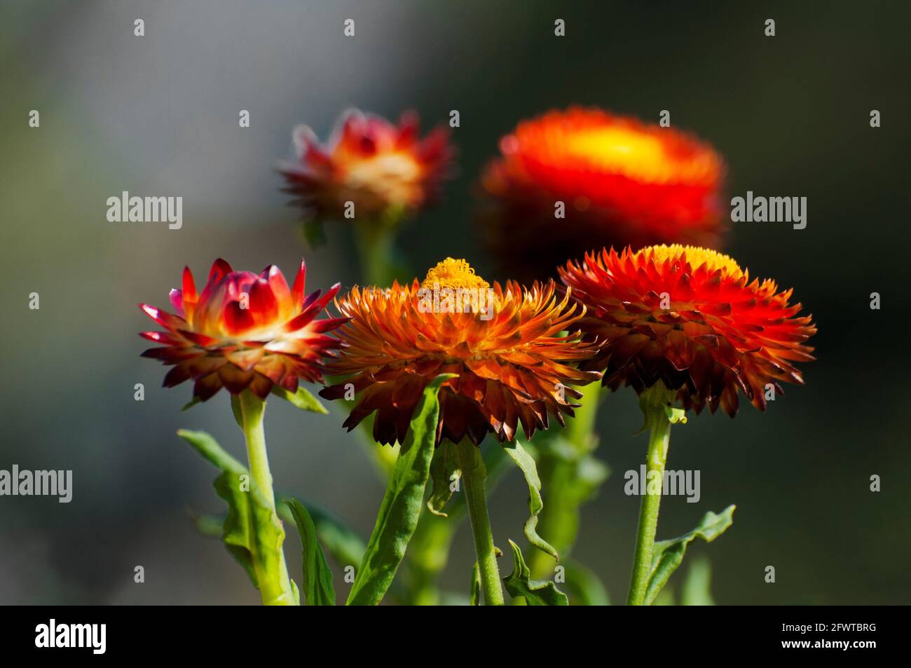 Beautiful fully grown chinese rose flower with buds, dark green ...