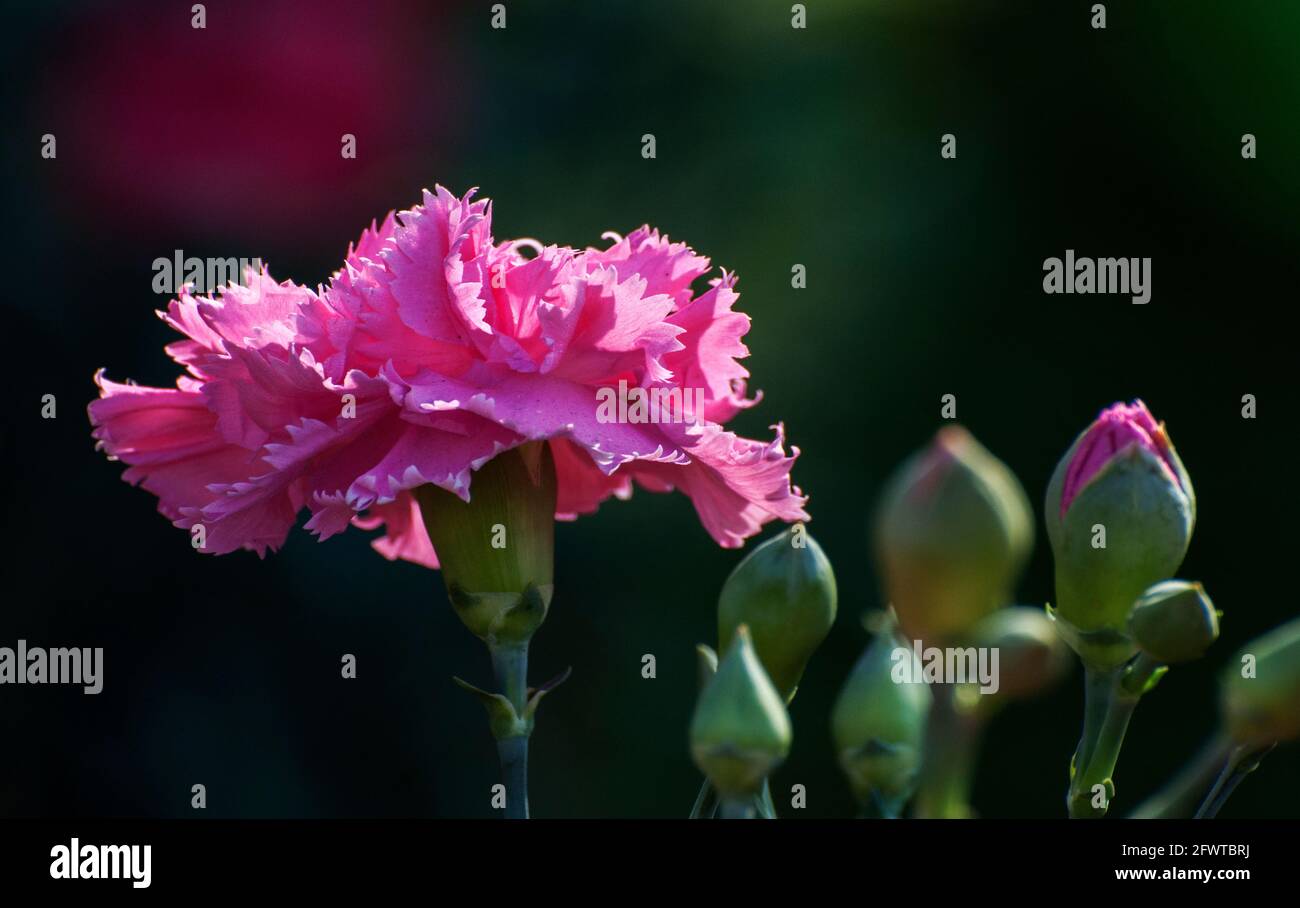 Beautiful fully grown rose flower with buds, dark green background ...