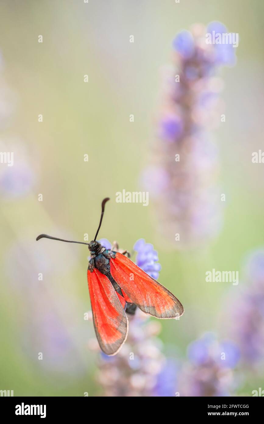 Red colored insect with large wings called zygaena on lavender Stock ...