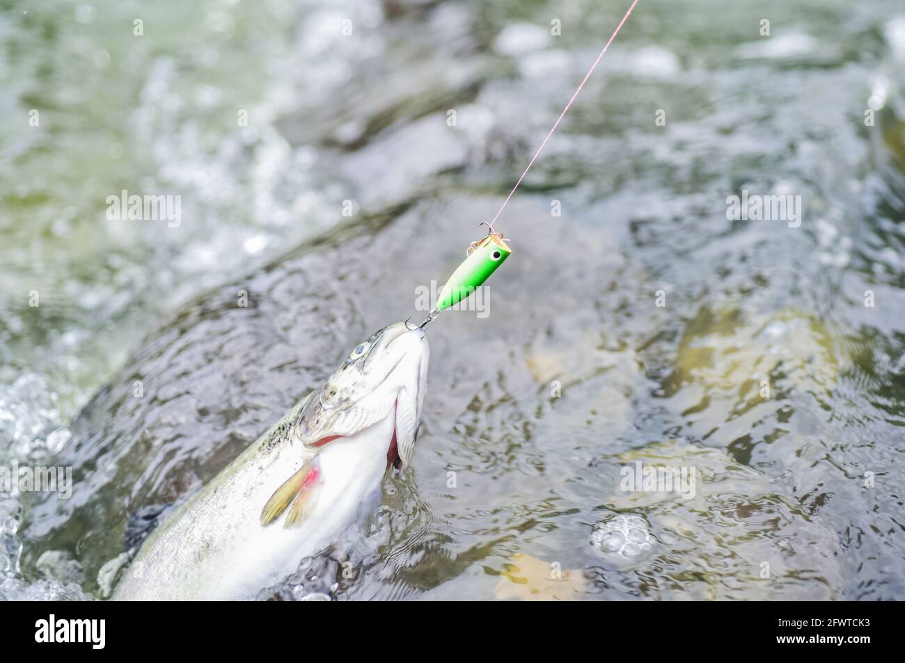 fishing on river. hobby and sport activity. good catch. fly fishing ...