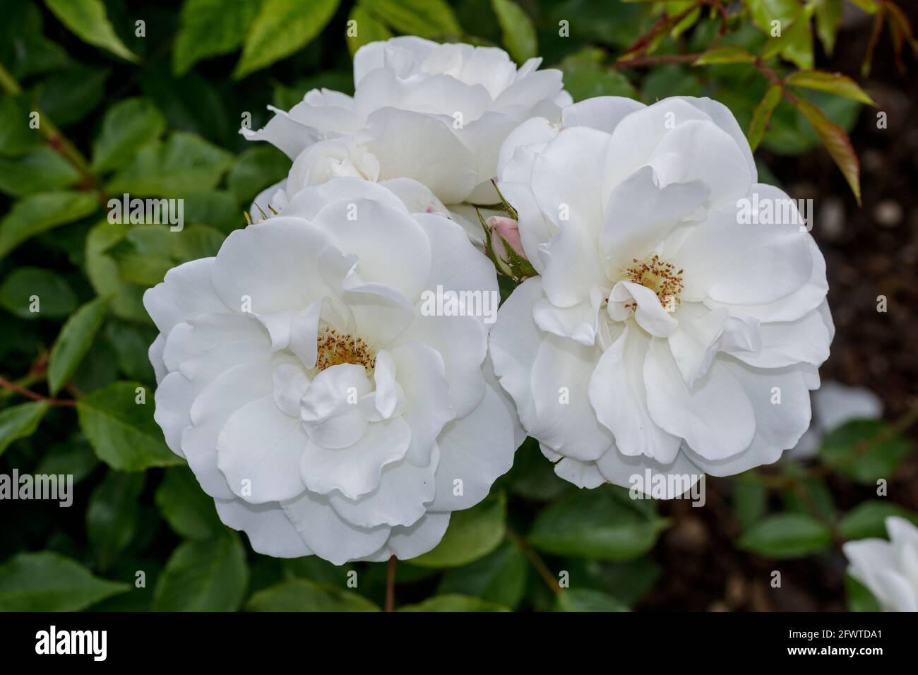 Close up view of white roses Stock Photo - Alamy