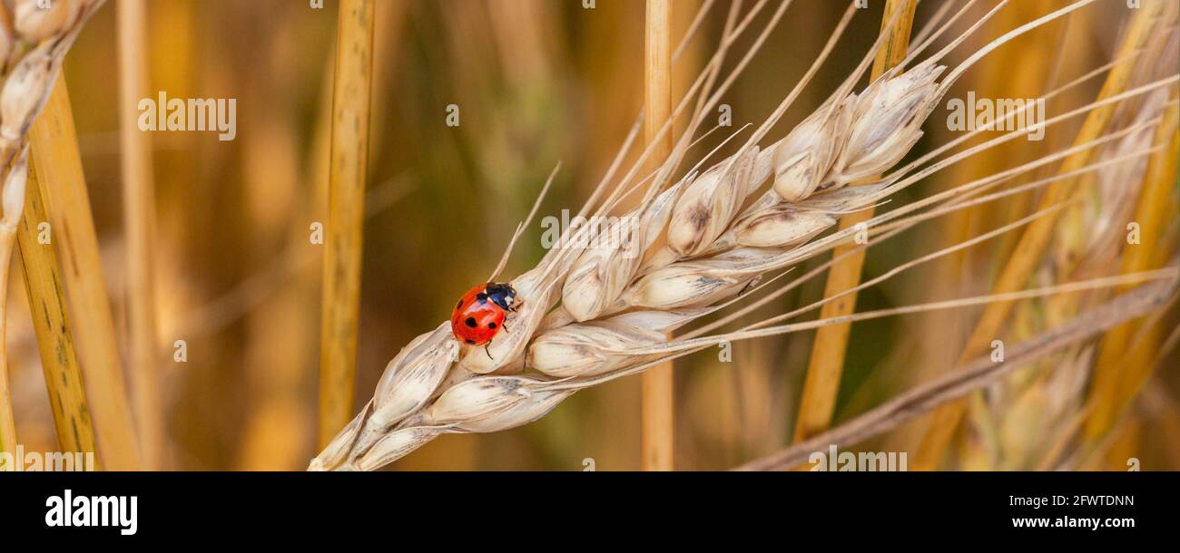 Golden Wheat Ear with Ladybug. Ears Wheat or Rye close up. Wonderful ...
