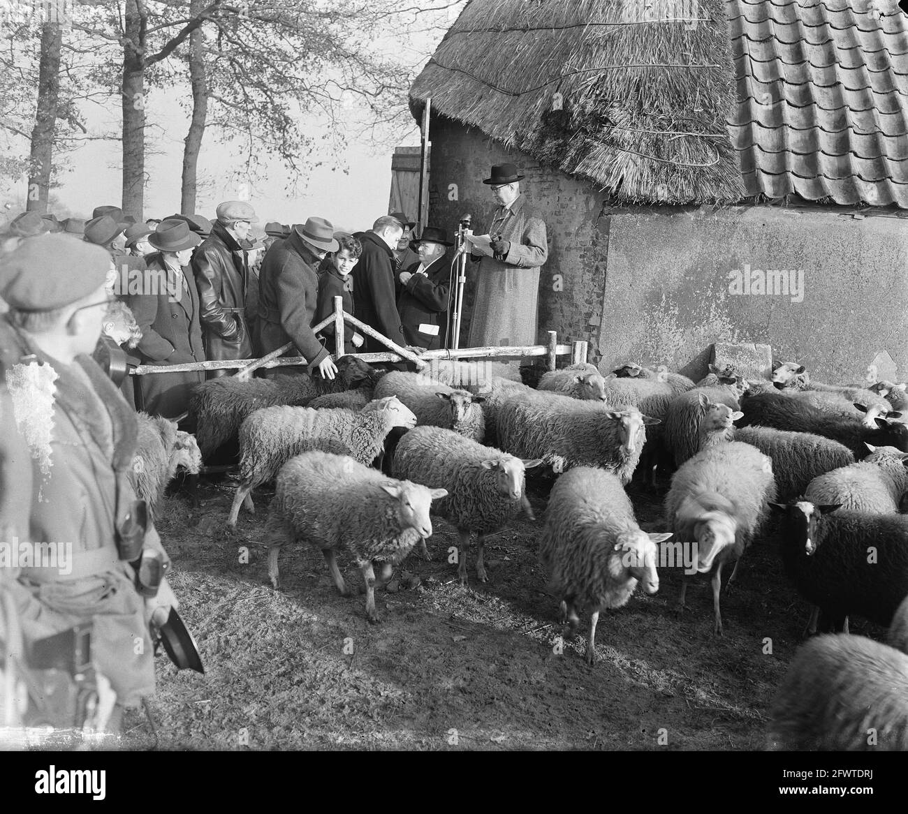 Official reception new sheep herd hi-res stock photography and images ...