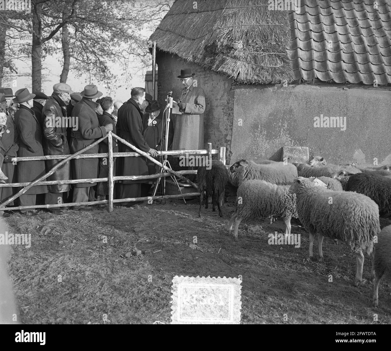 Official receipt of new sheep herd by mayor of Ede, 24 November 1953 ...