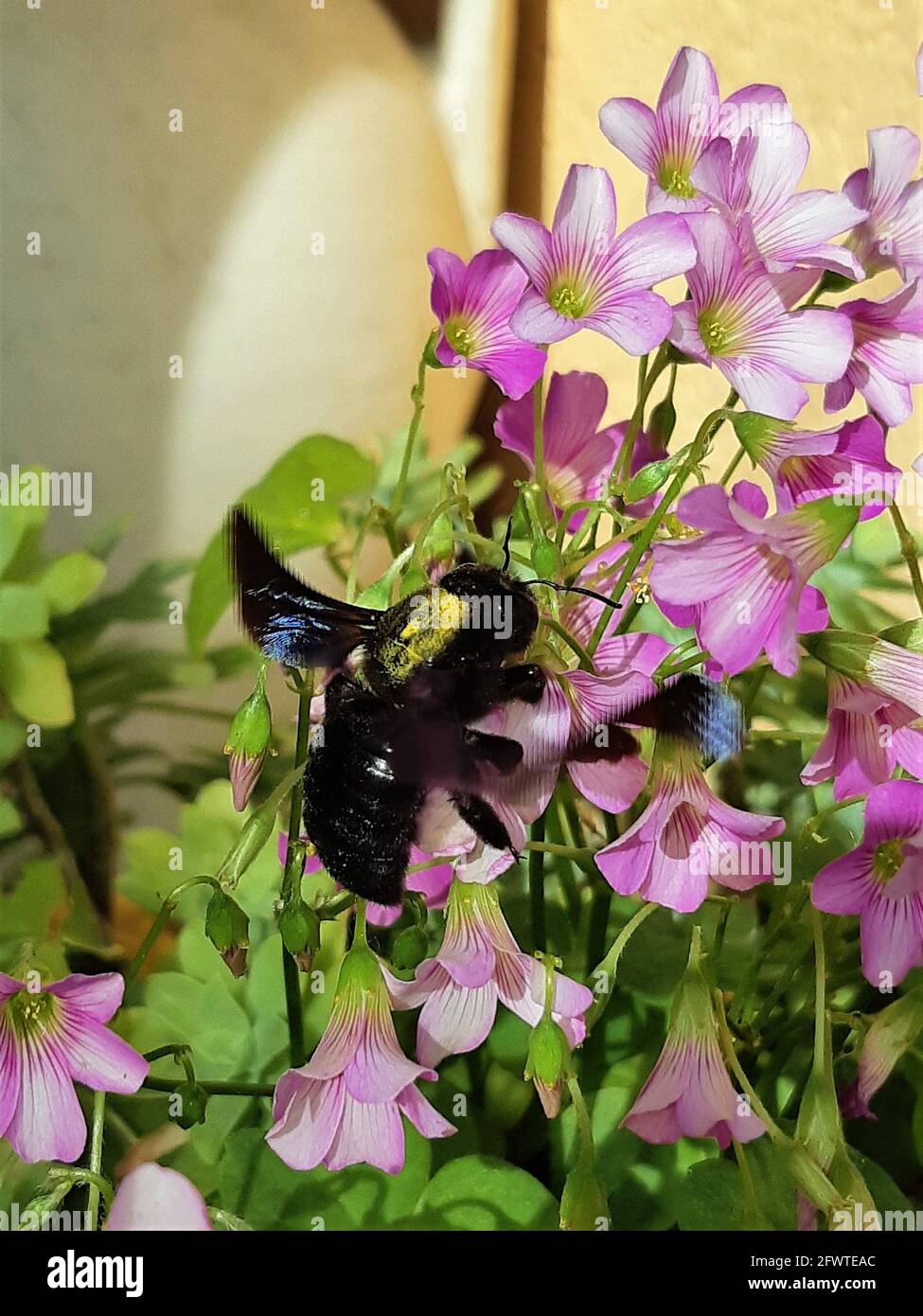 Carpenter bee above the flowers being pollinated Stock Photo - Alamy