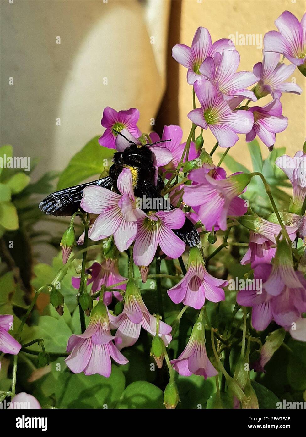 Carpenter bee above the flowers being pollinated Stock Photo - Alamy