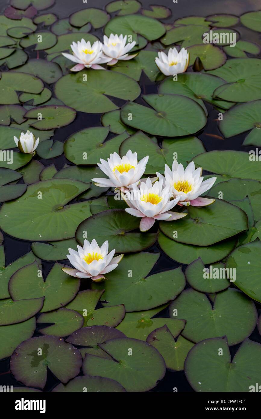 Flowering water lilies Stock Photo - Alamy