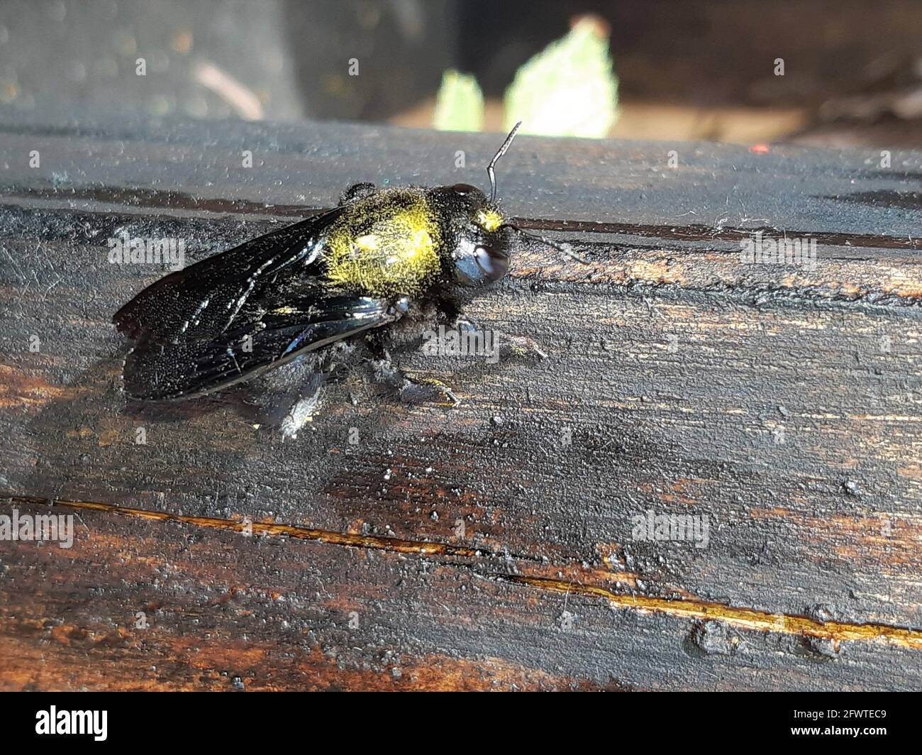 Carpenter bee wood hi-res stock photography and images - Alamy