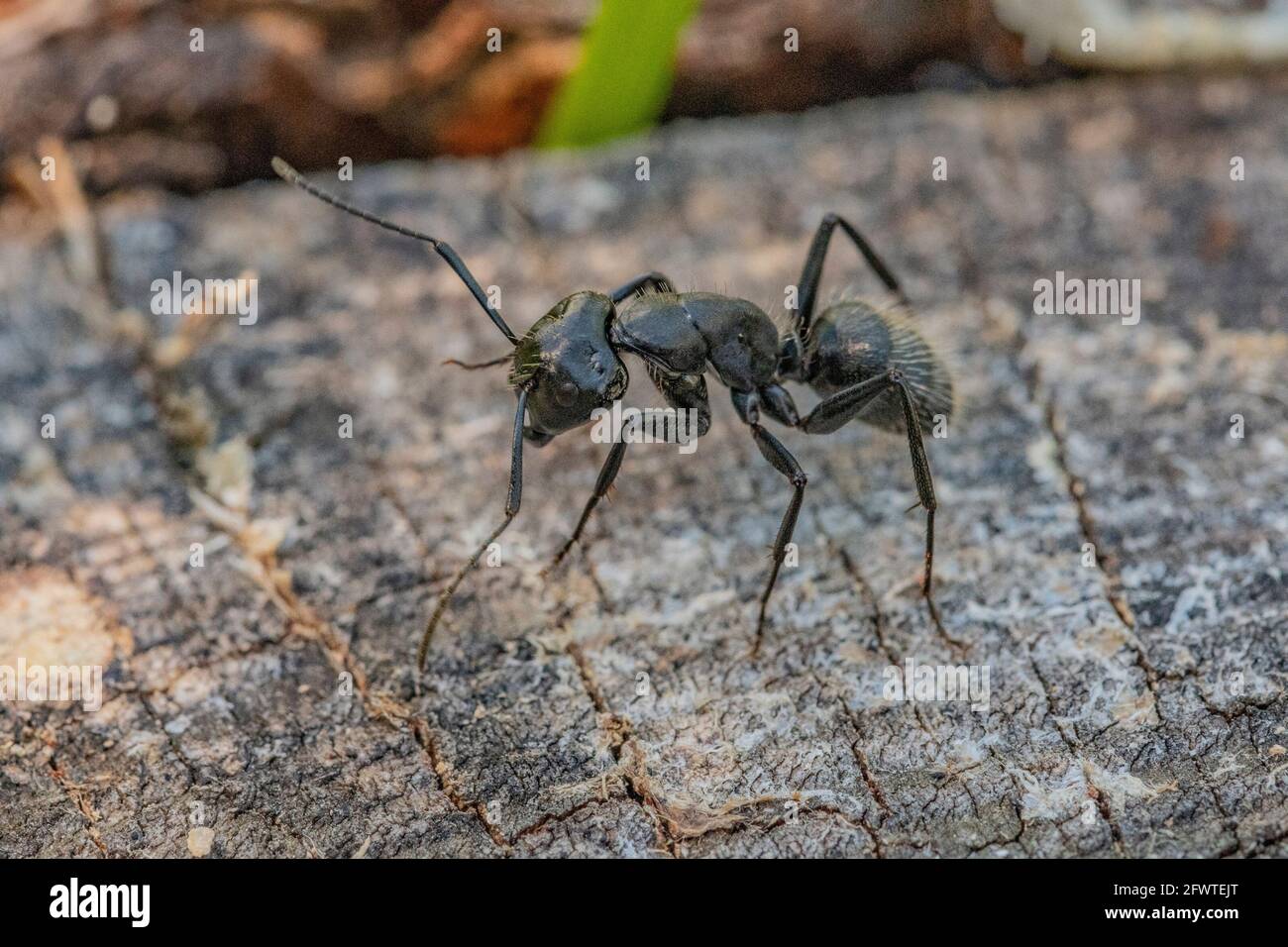 Black ant on foreground in the forest Stock Photo - Alamy
