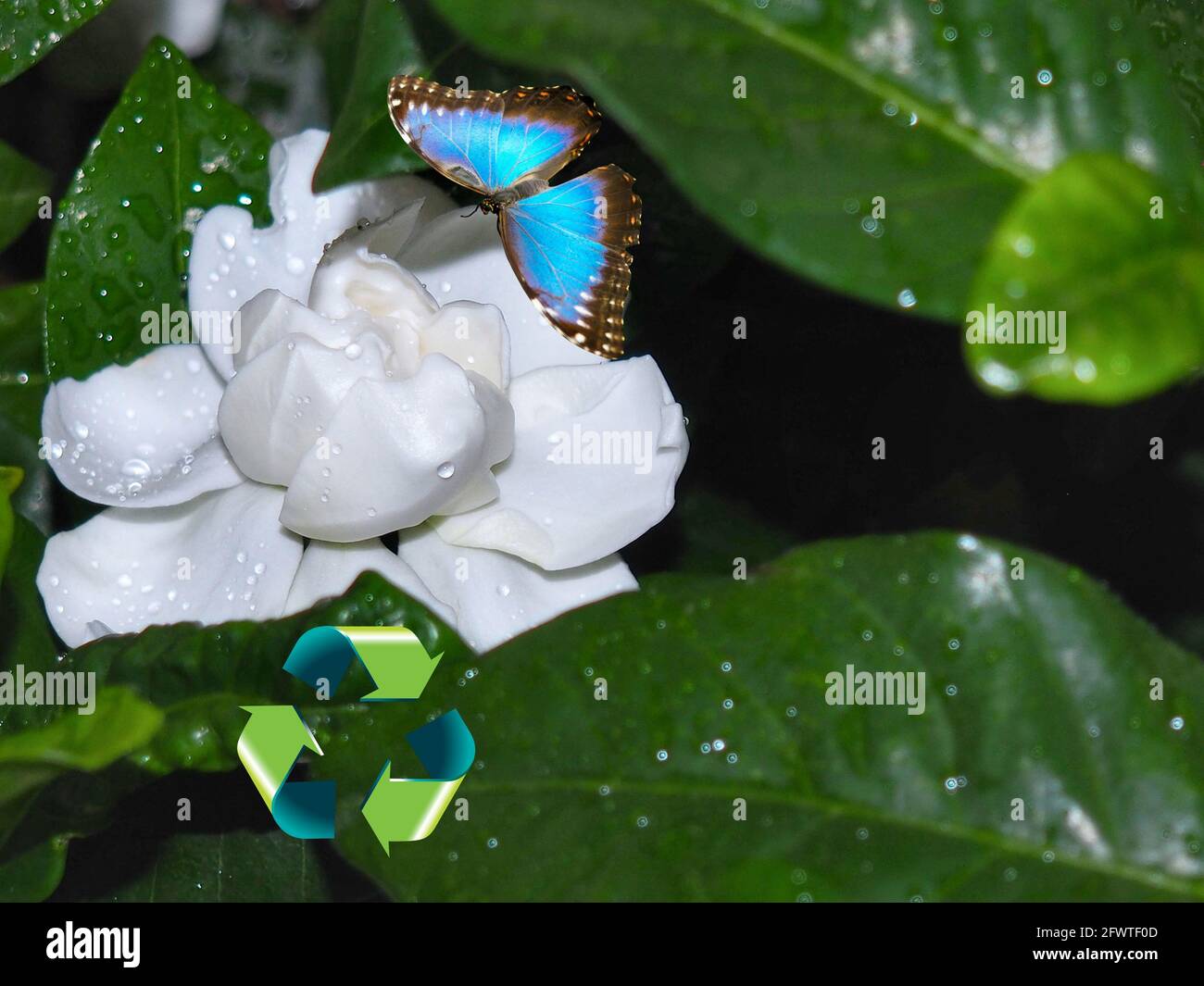 Natural background with recycle symbol and flowers with butterflies ...